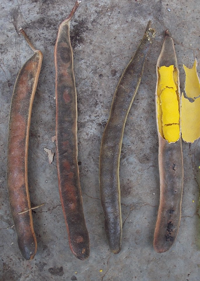 Le néré, ça colle aux dents! Hein Tya?! - Projet Primates