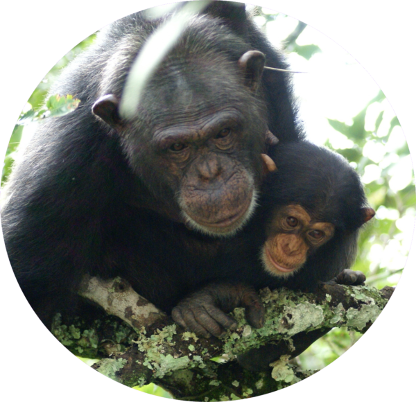 The Chimpanzee Conservation Center - Project Primates