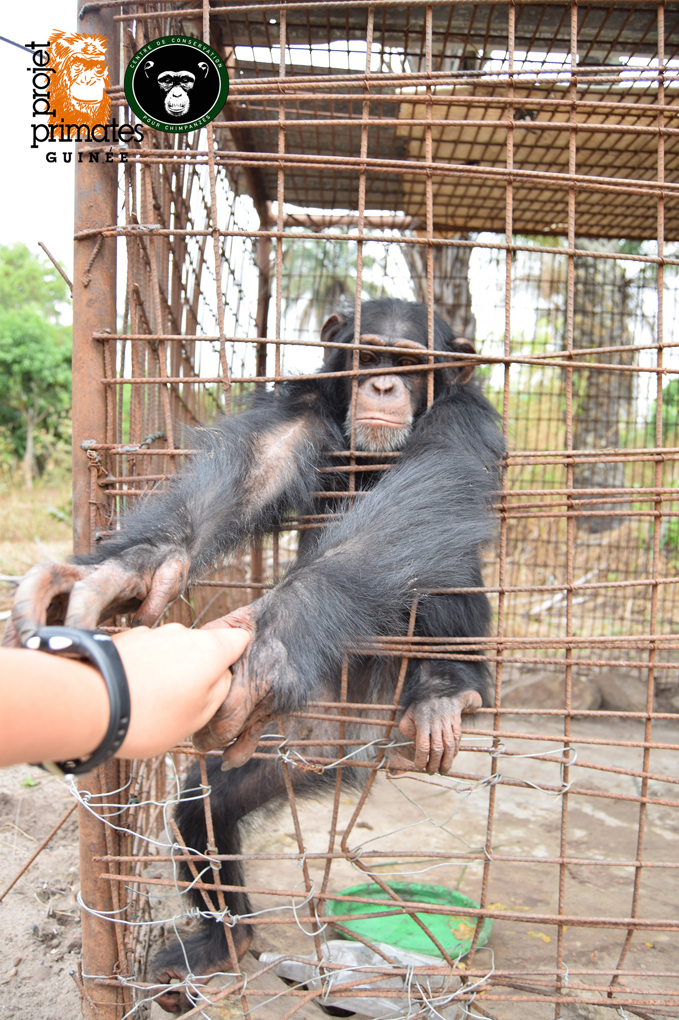 Cause de disparition le braconnage - déforestationProjet Primates